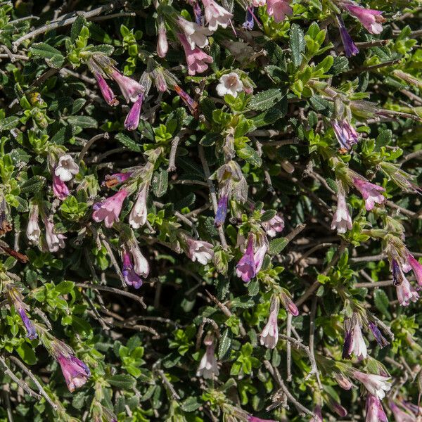 Shrubby Gromwell (Lithodora Hispidula) Plant Care & How to Grow, Water