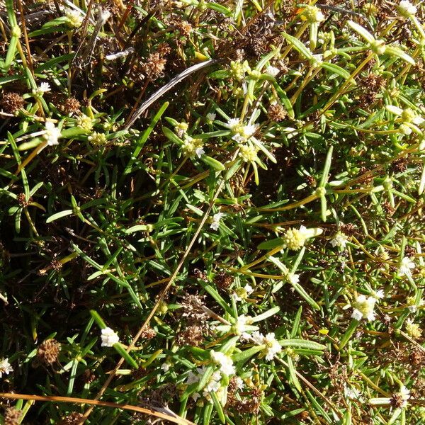 Lithophila Muscoides Plant Care & How to Grow, Water