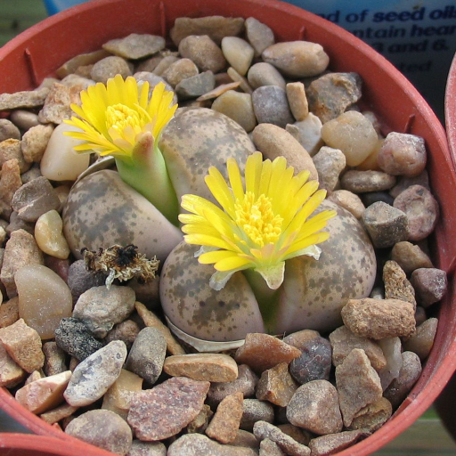 Lithops Coleorum Plant Care & How to Grow, Water