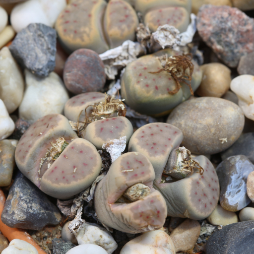 Lithops Dinteri Plant Care & How to Grow, Water