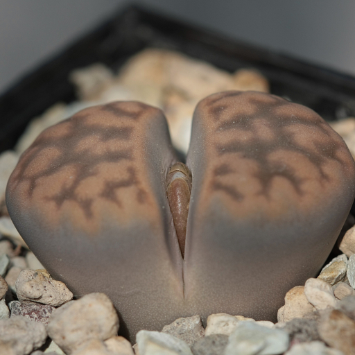 Living Rock (Lithops Hallii) Plant Care & How to Grow, Water