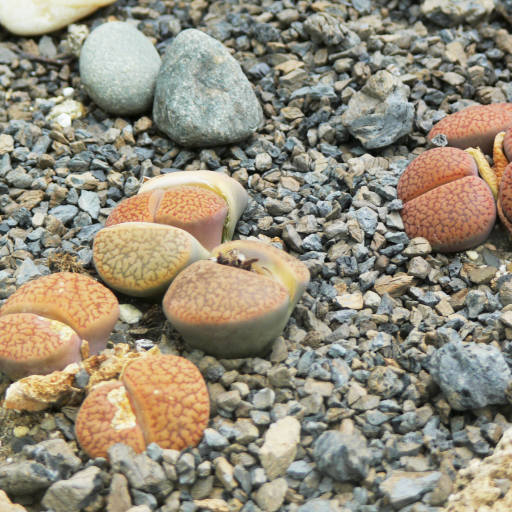 Lithops Hookeri Plant Care & How to Grow, Water