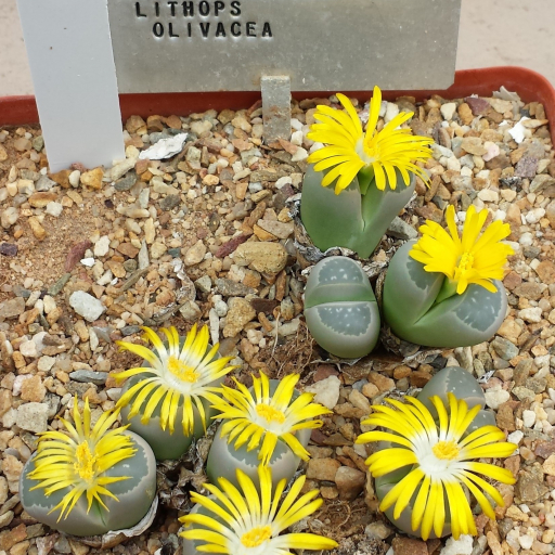 Olive Lithops (Lithops Olivacea) Plant Care & How to Grow, Water