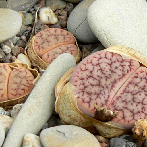 Truncate Living Stone (Lithops Pseudotruncatella) Plant Care & How to ...