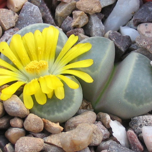 Lithops Viridis Care Guide: Water, Soil & Propagation - Plantiary