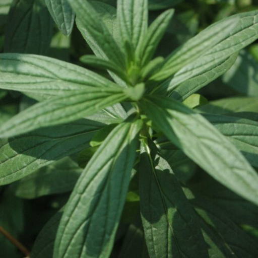 Purple Gromwell (Lithospermum Erythrorhizon) Plant Care & How to Grow ...