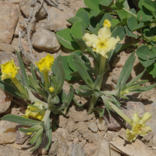 Fringed Gromwell (Lithospermum Incisum) Plant Care & How to Grow, Water