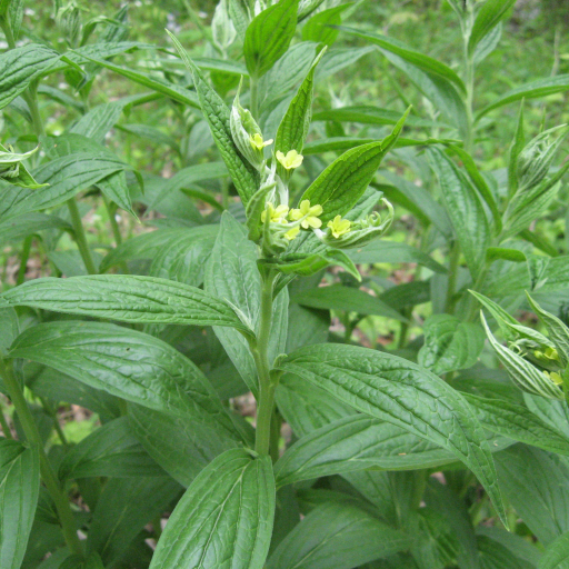 American Stoneseed (Lithospermum Latifolium) Plant Care & How to Grow ...