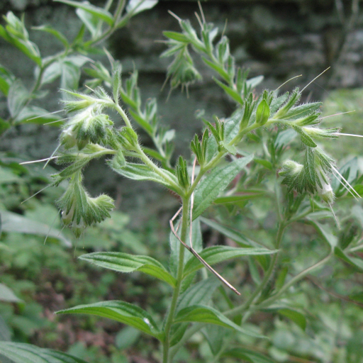 Hairy False Gromwell (Lithospermum Parviflorum) Care Guide: Water, Soil ...