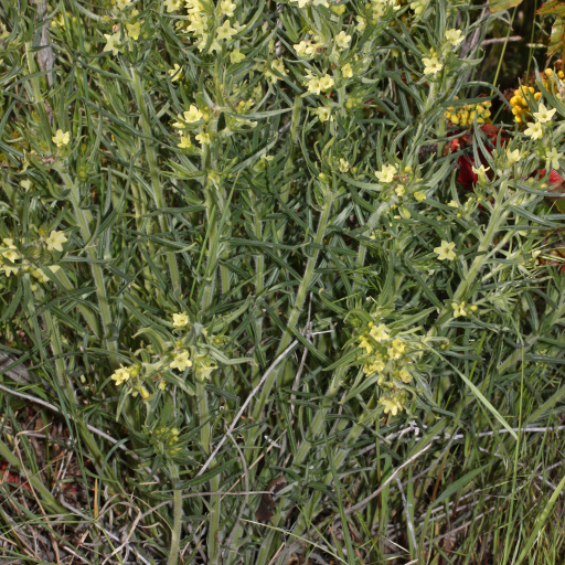 Western Gromwell (Lithospermum Ruderale) Care Guide: Water, Soil ...