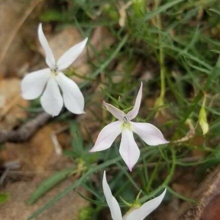 Lithotoma Anethifolia Care Guide: Water, Soil & Propagation - Plantiary