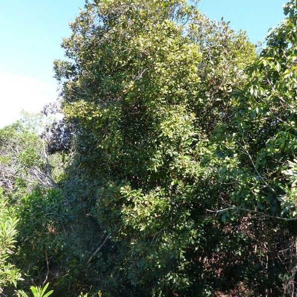 Litsea Deplanchei Plant Care & How to Grow, Water