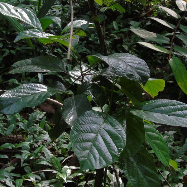 Litsea Elliptica Plant Care & How to Grow, Water