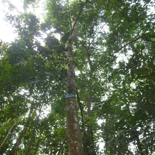 Coyote Tobacco (Nicotiana Attenuata) Plant Care & How to Grow, Water