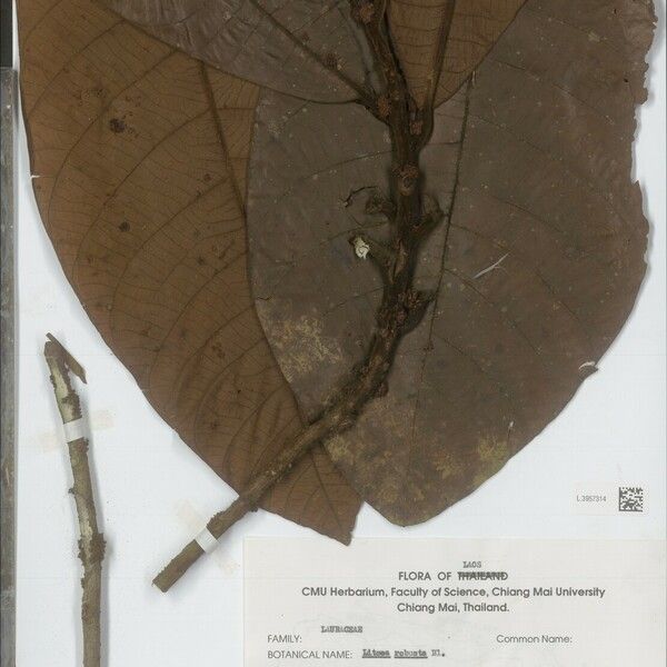 Litsea Robusta Care Guide: Water, Soil & Propagation - Plantiary