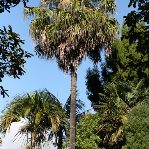 Chinese Fan Palm (Livistona Chinensis) Plant Care & How to Grow, Water