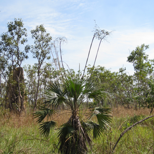 Sand Palm (Livistona Humilis) Plant Care & How to Grow, Water