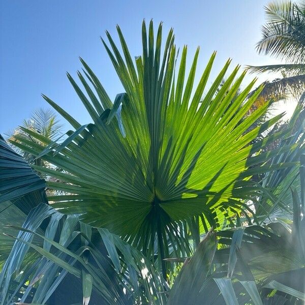 Major Jenkins' Palm (Livistona Jenkinsiana) Plant Care & How to Grow, Water