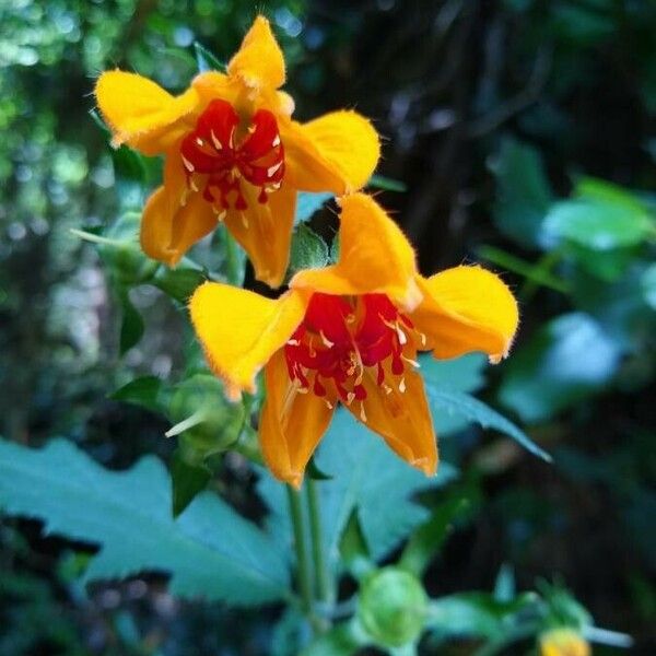 Loasa Acanthifolia Plant Care & How to Grow, Water