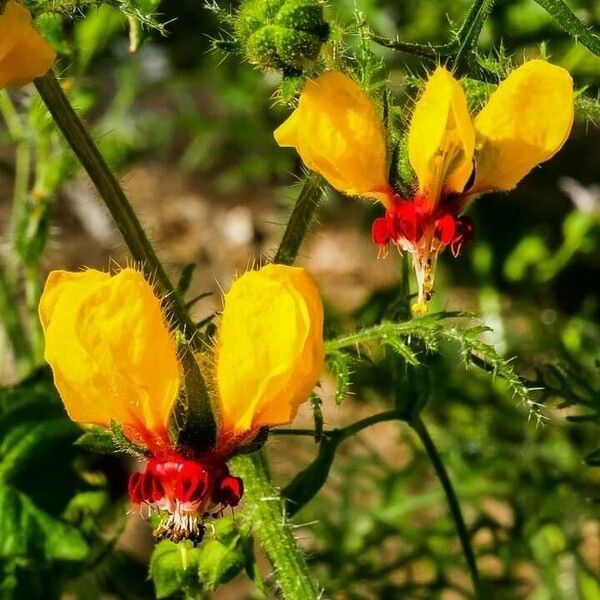 Loasa Tricolor Plant Care & How to Grow, Water