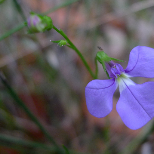 Trailing Lobelia (Lobelia Andrewsii) Plant Care & How to Grow, Water