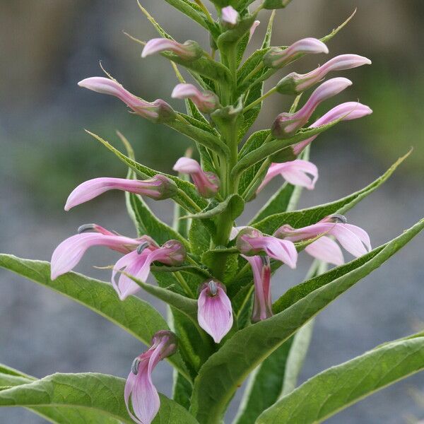 Lobelia Bridgesii Plant Care & How to Grow, Water