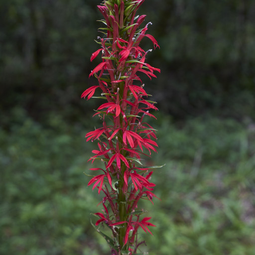 Cardinal Flower (Lobelia Cardinalis) Plant Care & How to Grow, Water