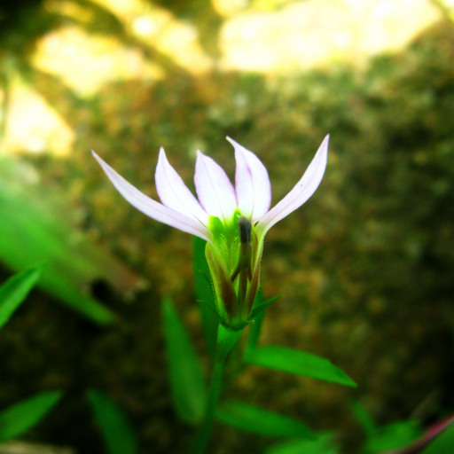 Chinese Lobelia (Lobelia Chinensis) Plant Care & How to Grow, Water