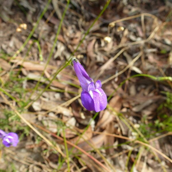 Lobelia Coronopifolia Plant Care & How to Grow, Water