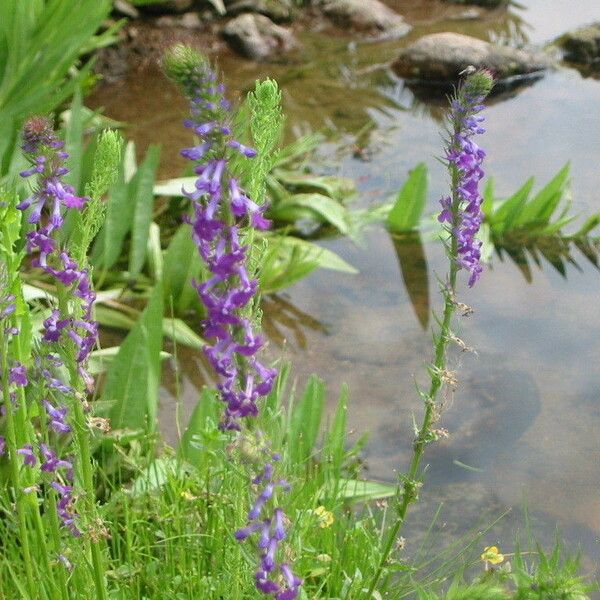 Leafy Lobelia (Lobelia Fenestralis) Plant Care & How to Grow, Water