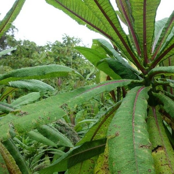Giant Lobelia (Lobelia Giberroa) Plant Care & How to Grow, Water