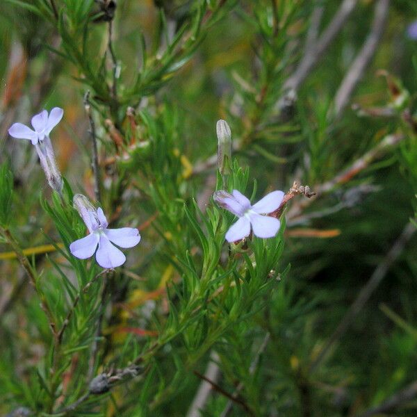 Pine-Leaved Lobelia (Lobelia Pinifolia) Plant Care & How to Grow, Water