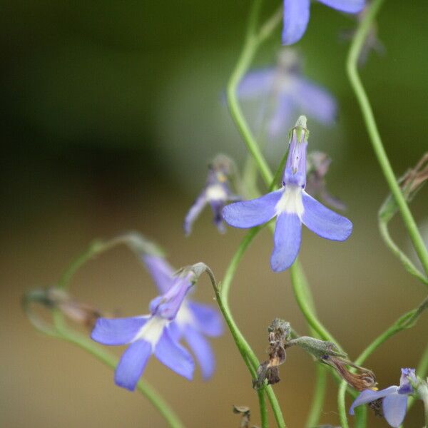 Lobelia Preslii Plant Care & How to Grow, Water