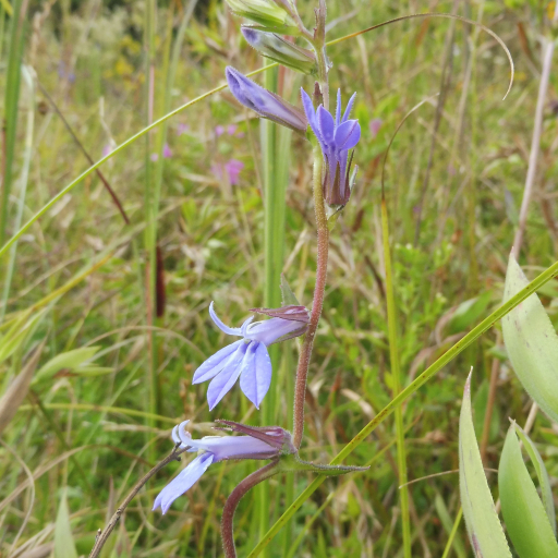 Purple Dewdrop (Lobelia Puberula) Plant Care & How to Grow, Water