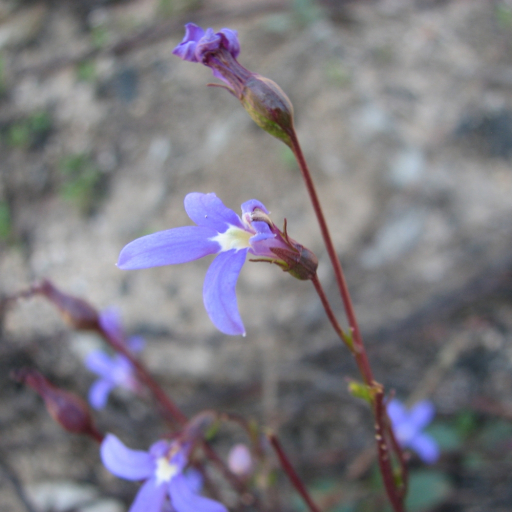 Tufted Lobelia (Lobelia Rhombifolia) Care Guide: Water, Soil ...