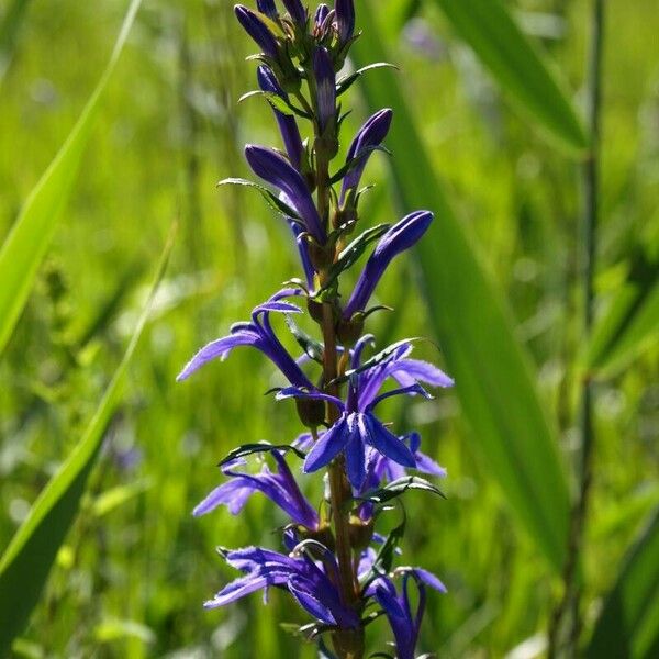 Sessile Lobelia (Lobelia Sessilifolia) Plant Care & How to Grow, Water