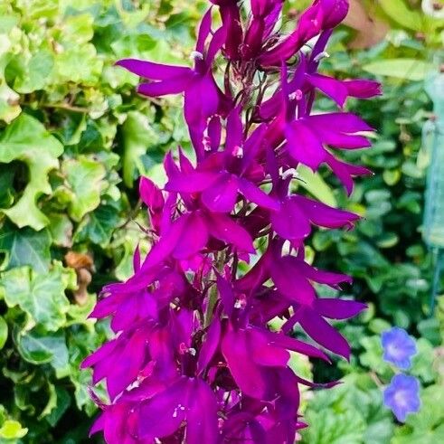 Lobelia (Lobelia × Speciosa) Plant Care & How to Grow, Water