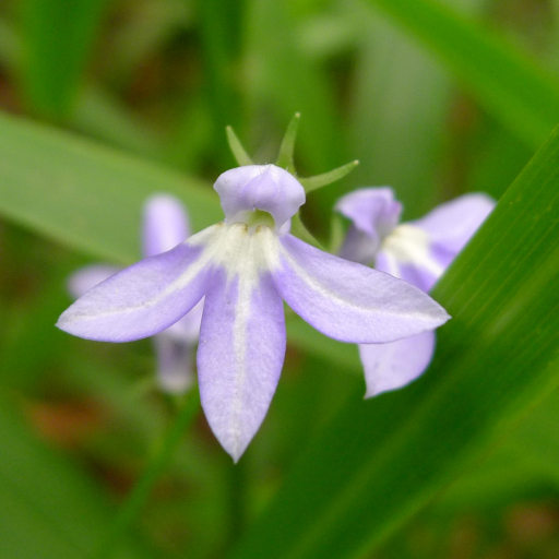 Forest Lobelia (Lobelia Trigonocaulis) Care Guide: Water, Soil ...