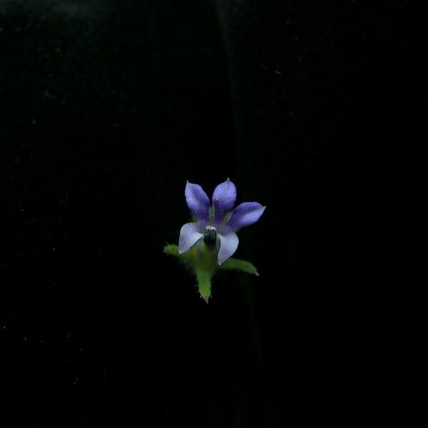 Ceylon Lobelia (Lobelia Zeylanica) Plant Care & How to Grow, Water