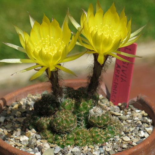 Lobivia Arachnacantha Plant Care & How to Grow, Water