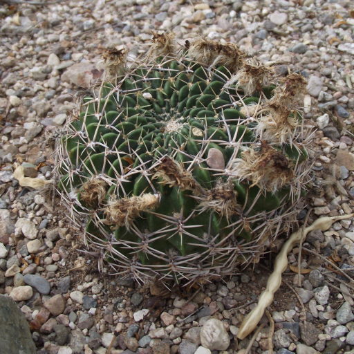 Lobivia Cinnabarina Care Guide: Water, Soil & Propagation - Plantiary
