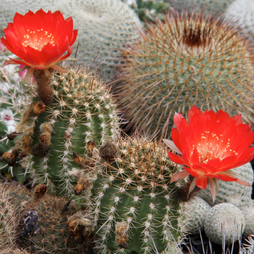 Lobivia Hertrichiana Care Guide: Water, Soil & Propagation - Plantiary