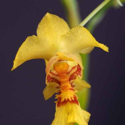 Lockhartia Lunifera Plant Care & How to Grow, Water