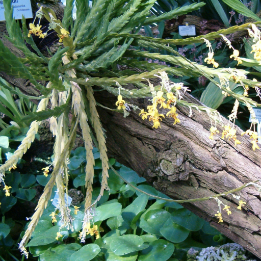 Lockhartia Oerstedii Plant Care & How to Grow, Water