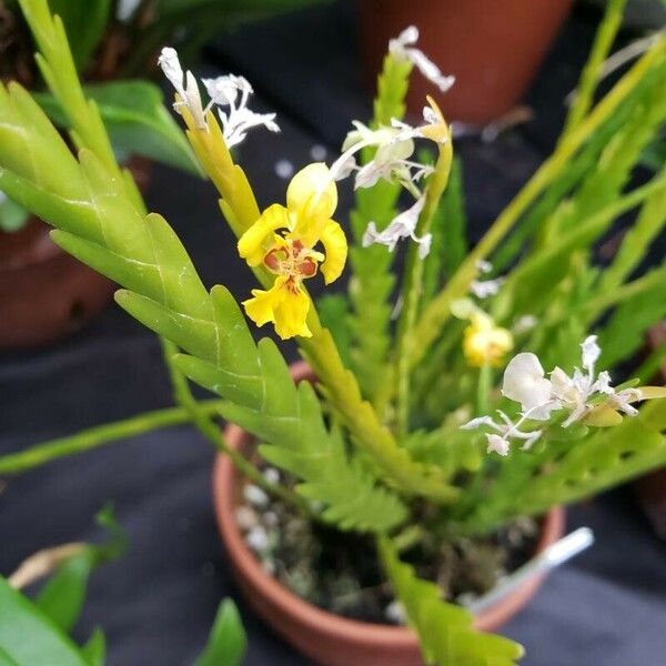 Lockhartia Serra Plant Care & How to Grow, Water