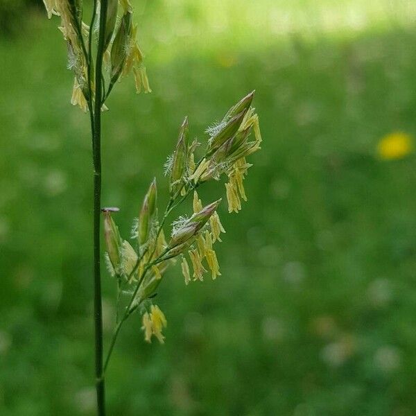 Tall Fescue (Lolium Arundinaceum) Care Guide: Water, Soil & Propagation ...