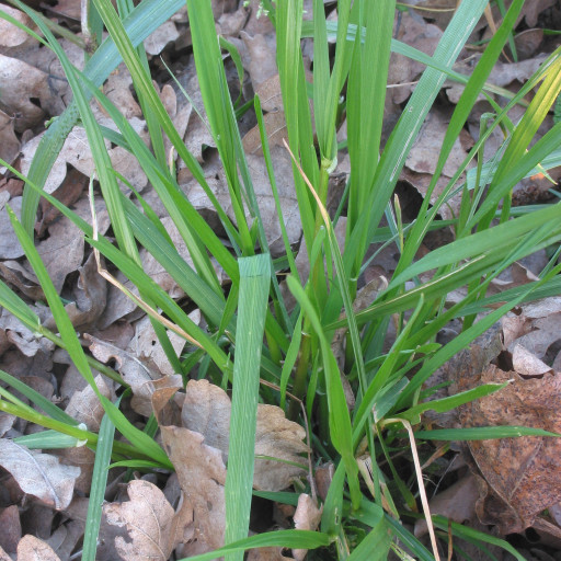 Wild Pepper (Piper Sarmentosum) Plant Care & How to Grow, Water