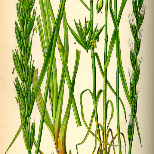 Bearded Darnel (Lolium Temulentum) Plant Care & How to Grow, Water