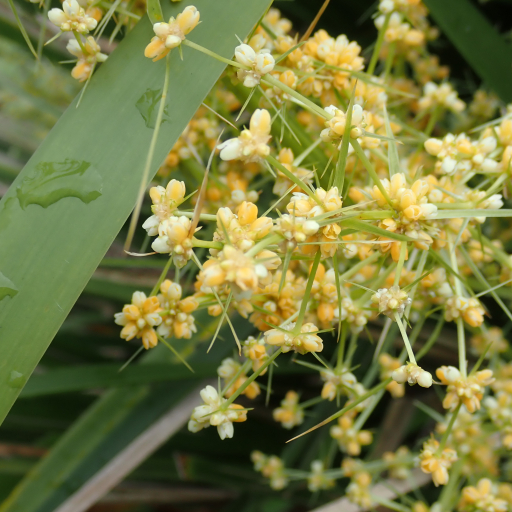 Creek Mat-Rush (Lomandra Hystrix) Plant Care & How to Grow, Water