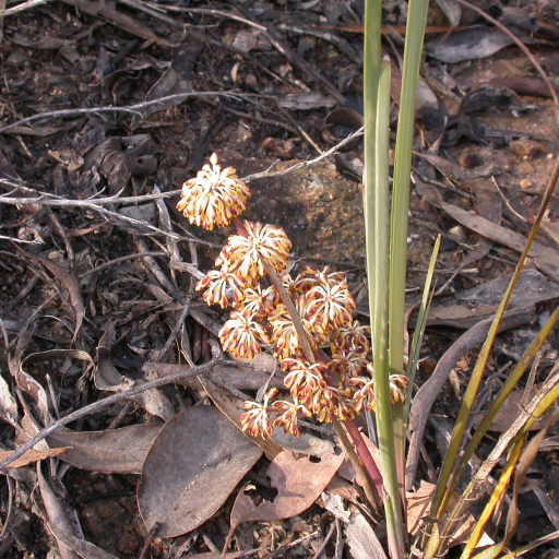 Lomandra Multiflora Plant Care & How to Grow, Water